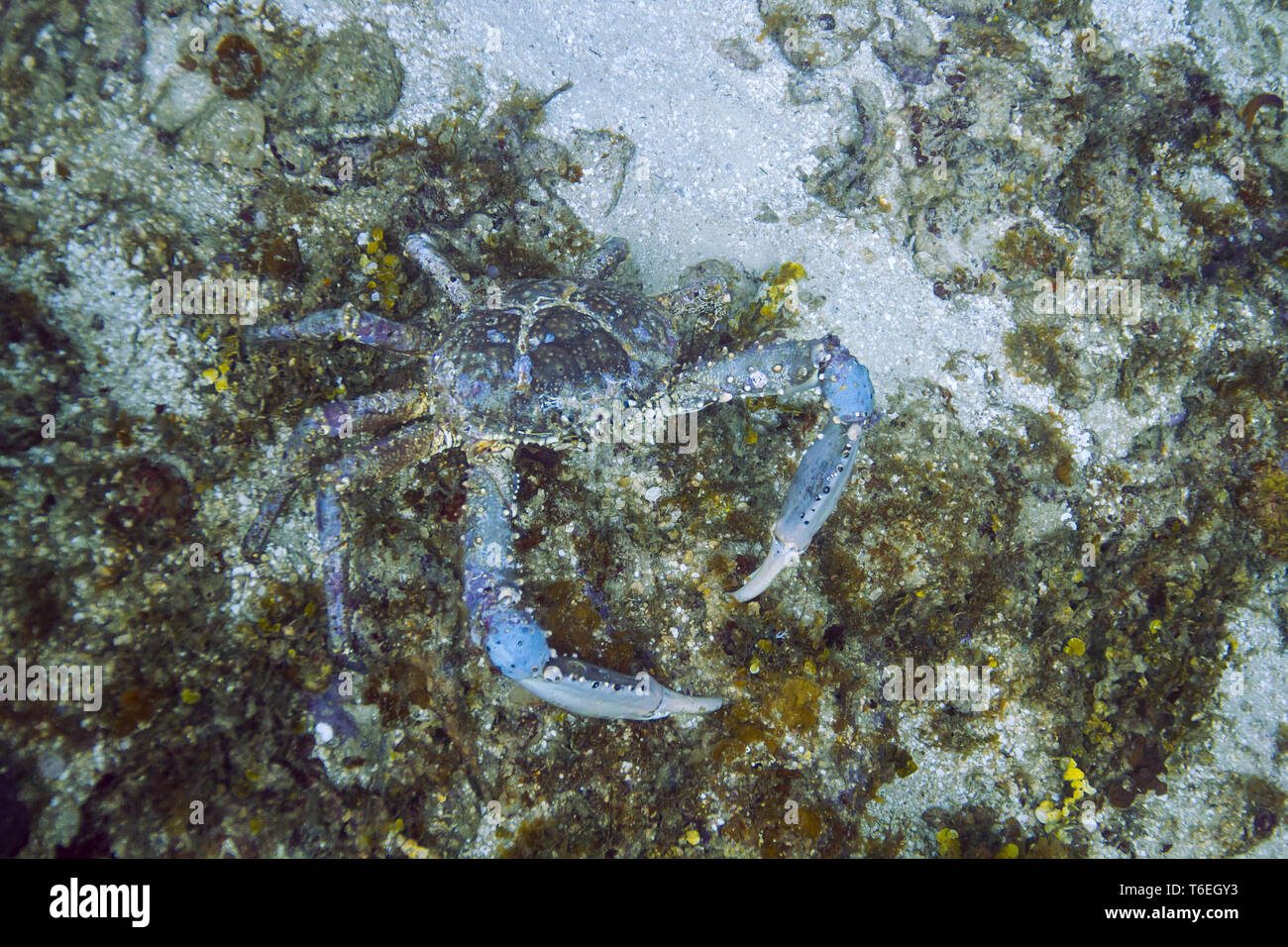 Blue Channel clinging crab Stock Photo - Alamy