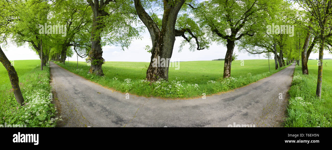 Linden tree bavaria germany hi-res stock photography and images - Alamy