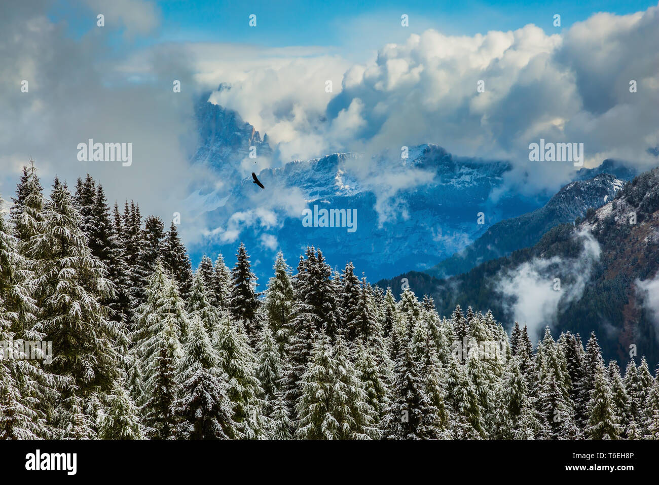 Flying pine hi-res stock photography and images - Alamy