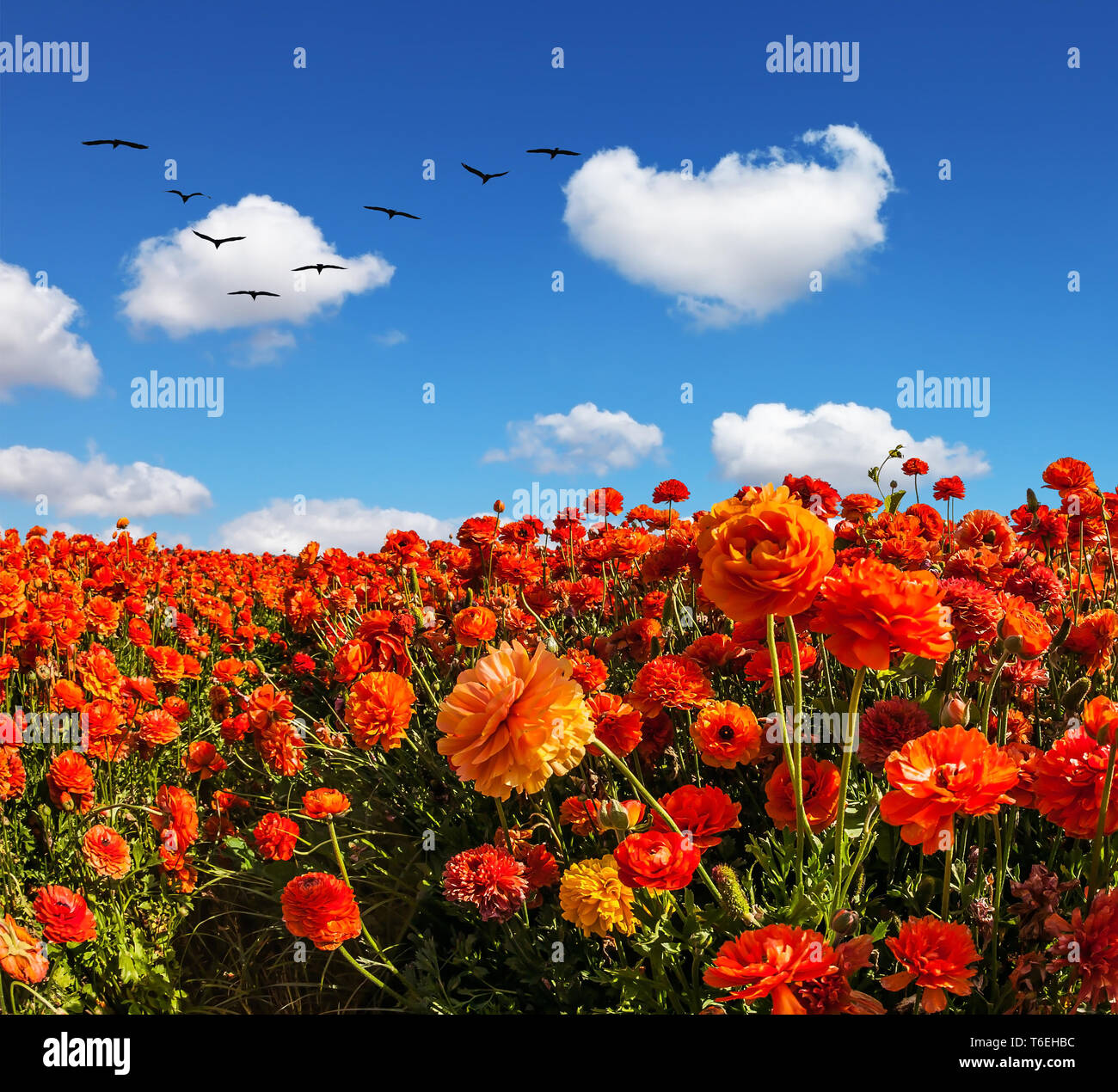 The southern sun Stock Photo - Alamy