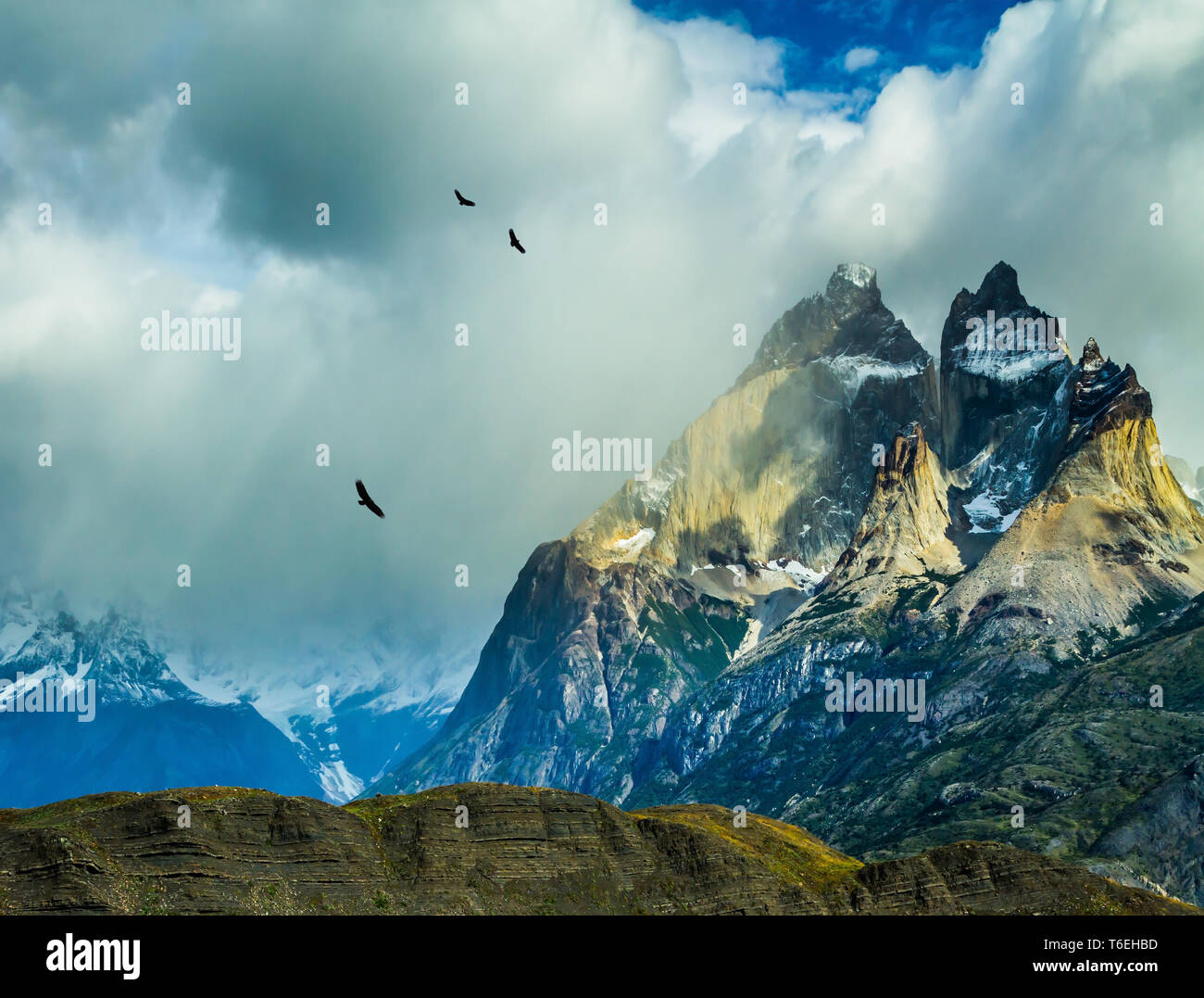 Flock of Andean condors flying Stock Photo - Alamy