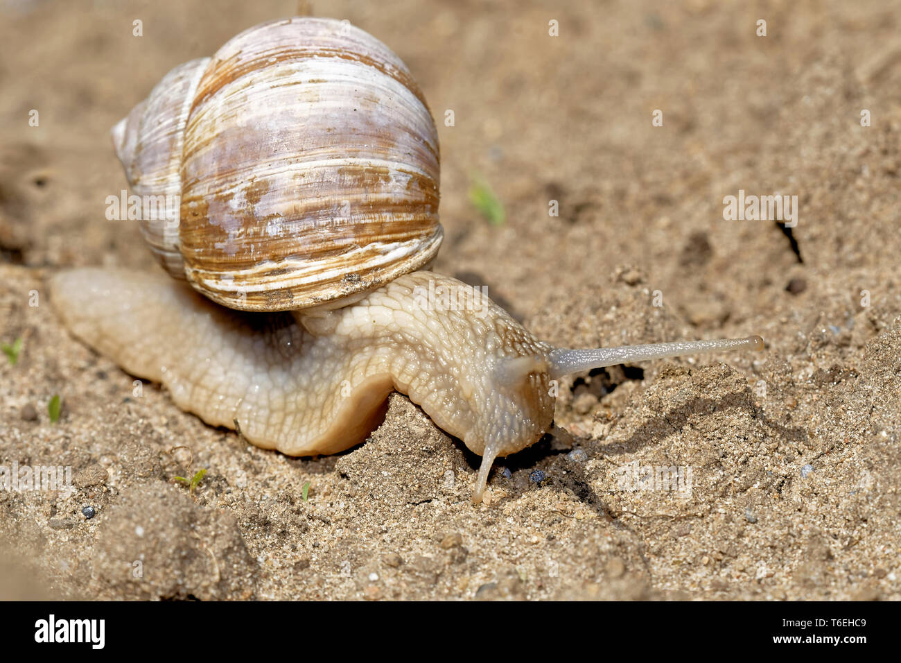 Snail Feeler High Resolution Stock Photography and Images - Alamy