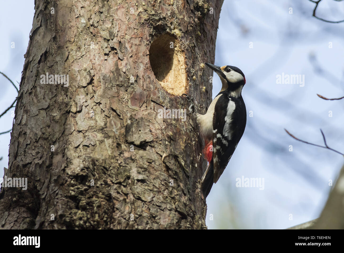 Great woodpecker (Dendrocopus major Stock Photo - Alamy