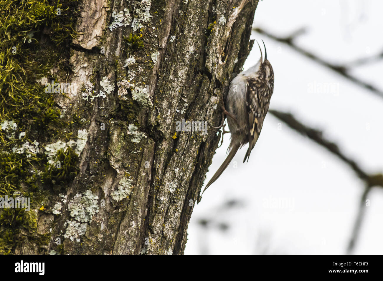 Short toed treecreeper certhia brachydactyla hi-res stock photography ...