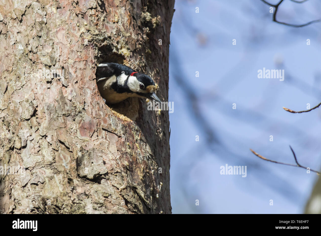Great woodpecker (Dendrocopus major Stock Photo - Alamy