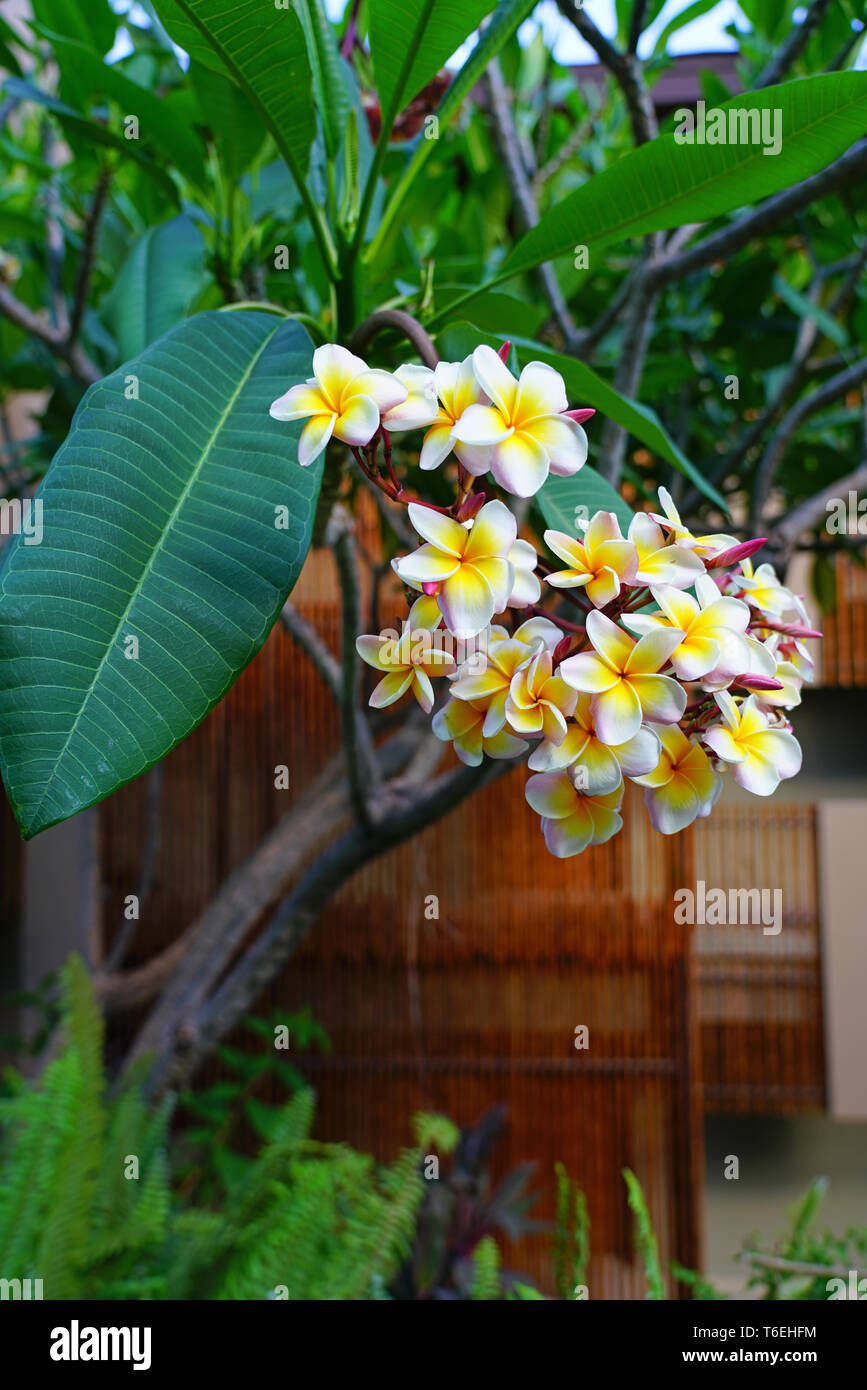 Fragrant blossom of white and pink frangipani flowers, also called ...