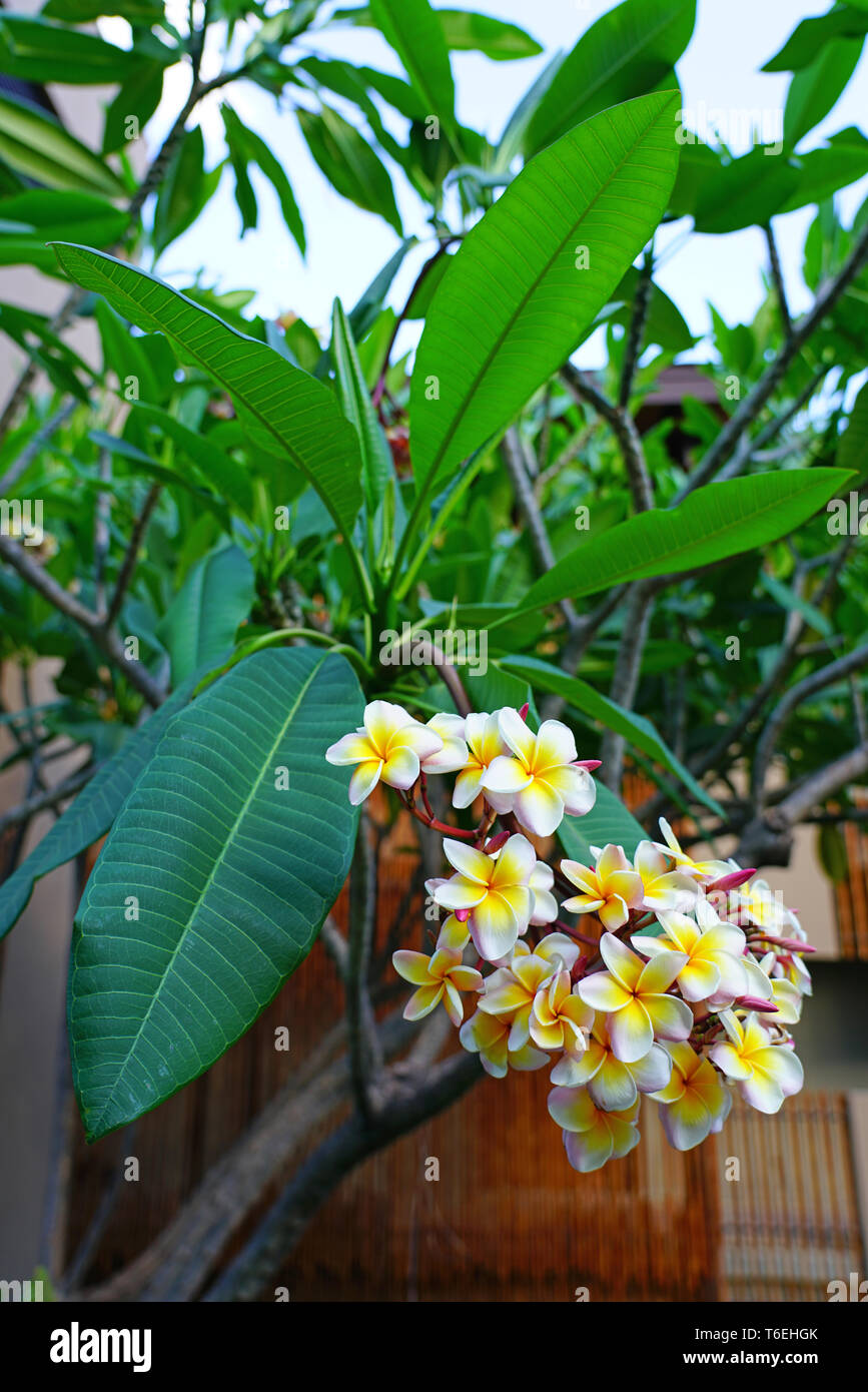 Fragrant blossom of white and pink frangipani flowers, also called ...