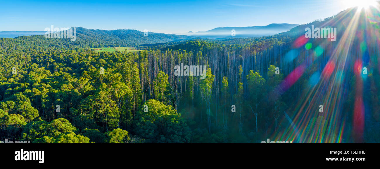 Aerial panorama of native Australian forest and mountains. Marysville ...