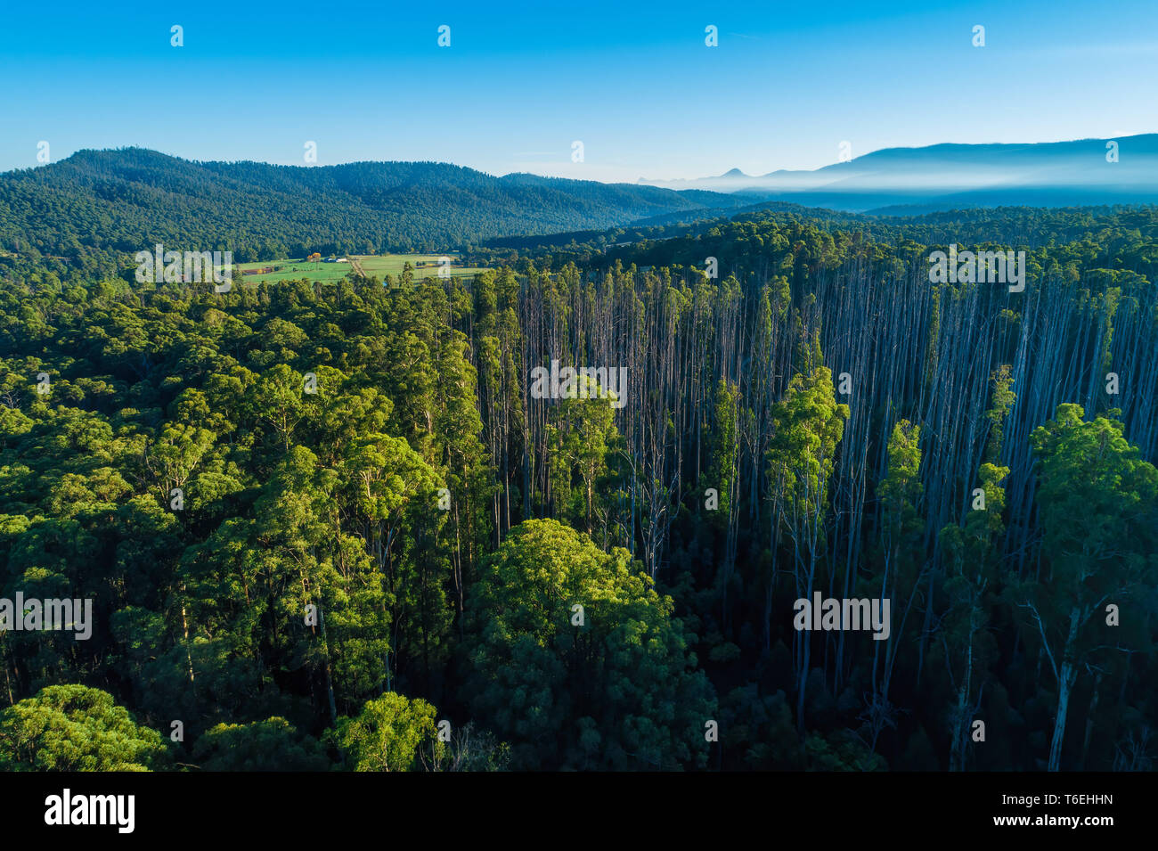Beautiful eucalyptus forest and mountains near Marysville, Victoria ...