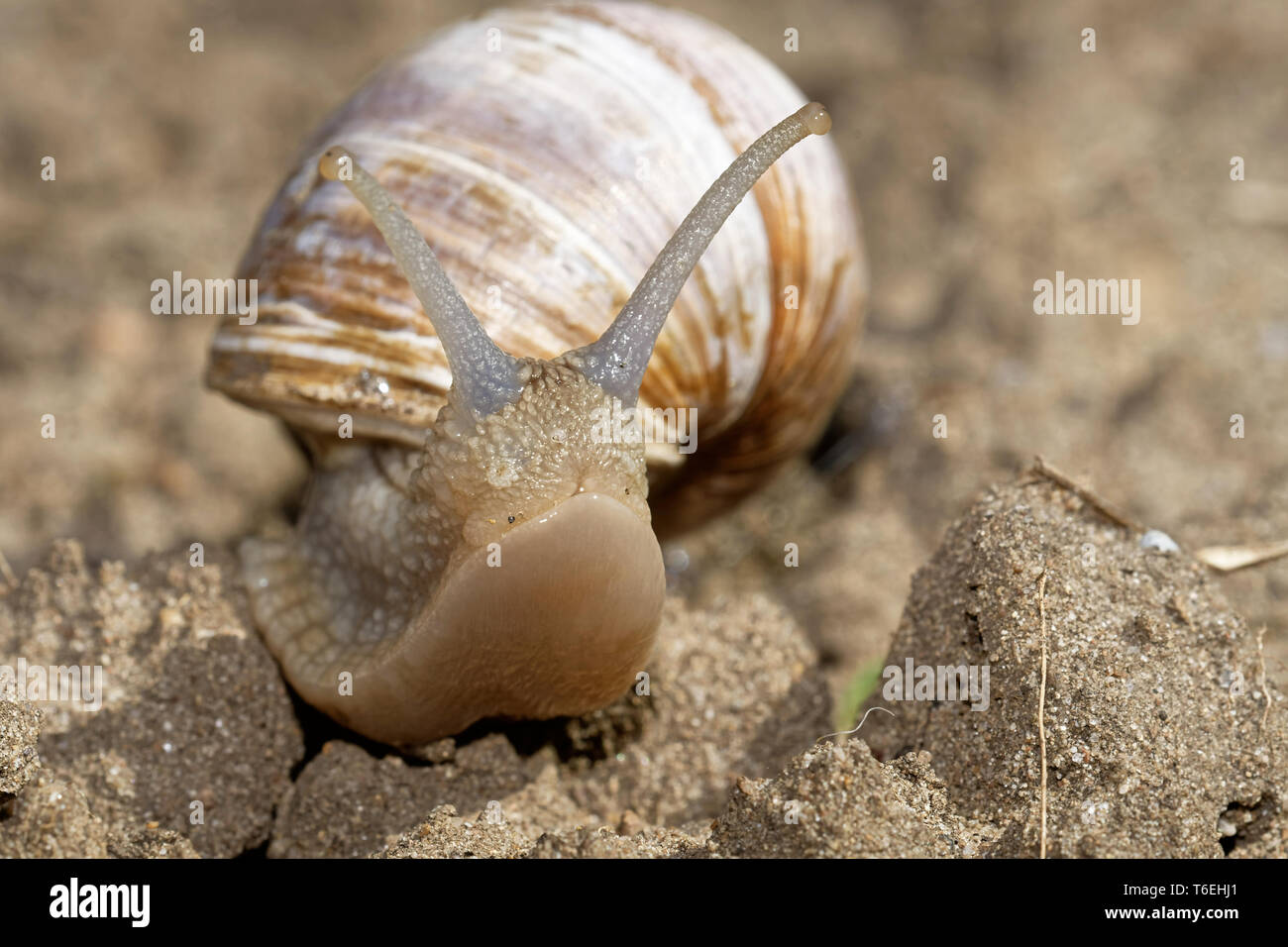 Snail feeler hi-res stock photography and images - Alamy
