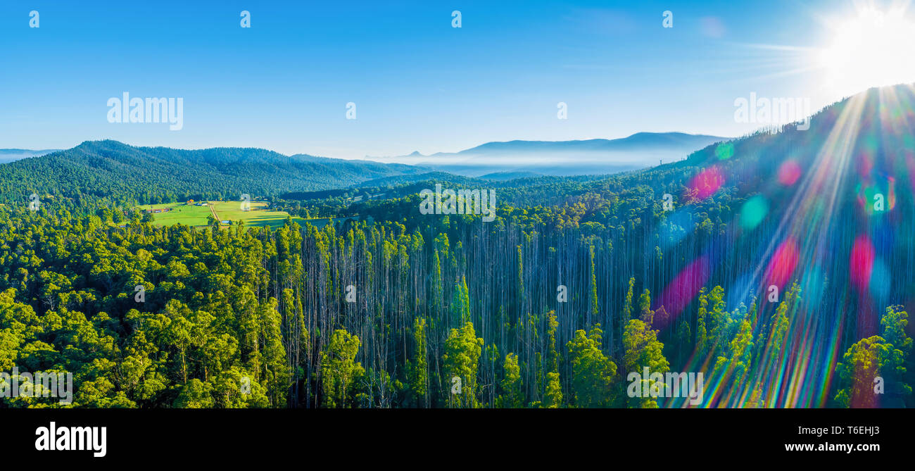 Native Australian forest recovering from bushfires - aerial panoramic ...