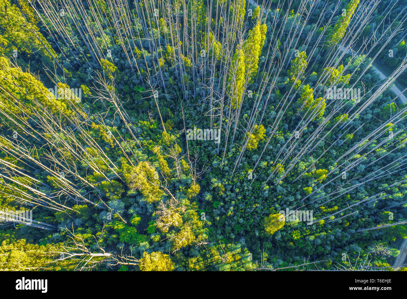 Beautiful eucalyptus forest near Marysville, Australia Stock Photo - Alamy