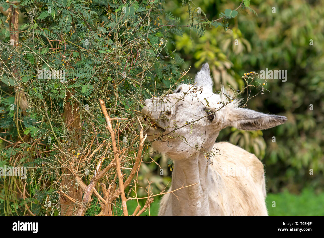 White mule hi-res stock photography and images - Alamy
