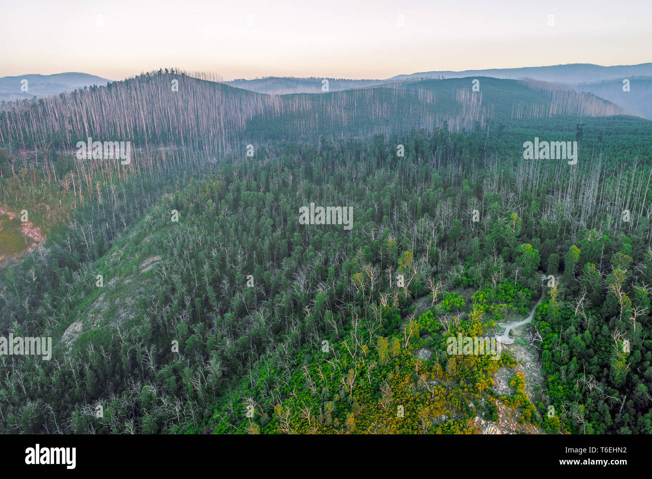 Aerial view of Keppel Lookout and eucalyptus forest in Yarra Ranges ...
