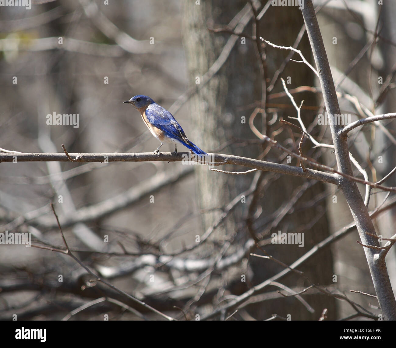 Eastern bluebird illustration hi-res stock photography and images - Alamy