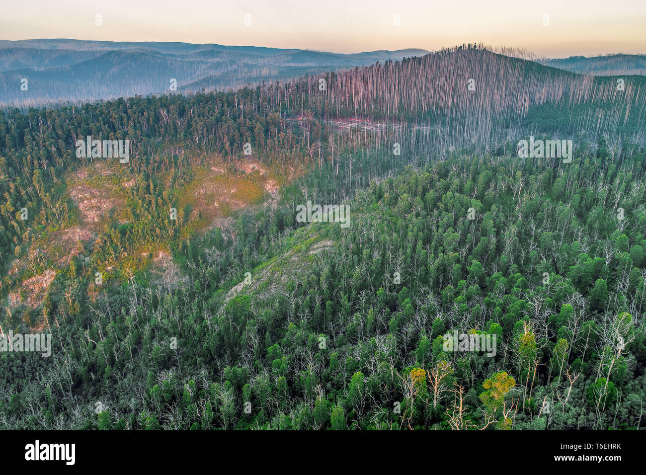 Eucalyptus forest recovering from fires in Yarra Ranges, Victoria ...