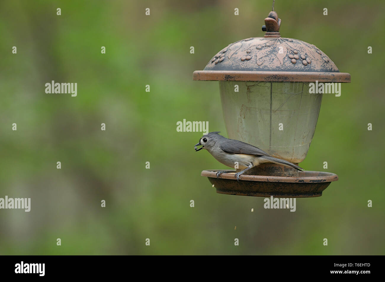 Nuthatches bird feeder hi-res stock photography and images - Alamy