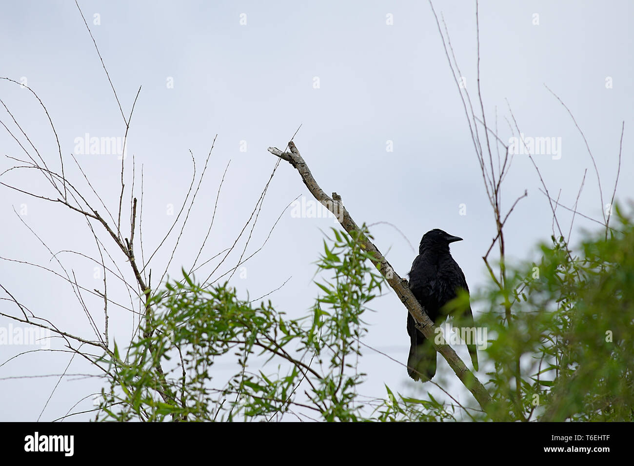 Corvus brachyrhynchos mob hi-res stock photography and images - Alamy