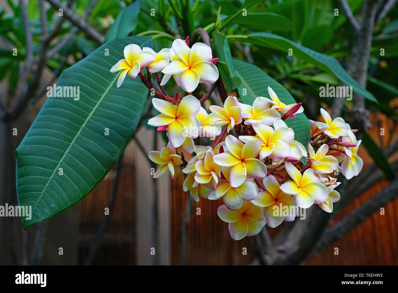 Fragrant blossom of white and pink frangipani flowers, also called ...