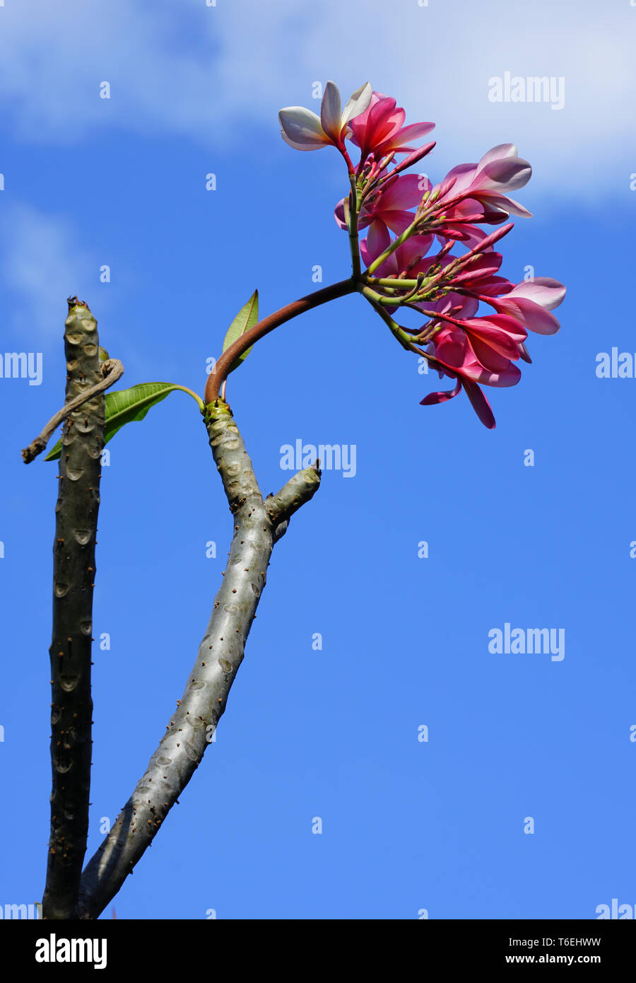 Fragrant blossom of white and pink frangipani flowers, also called ...