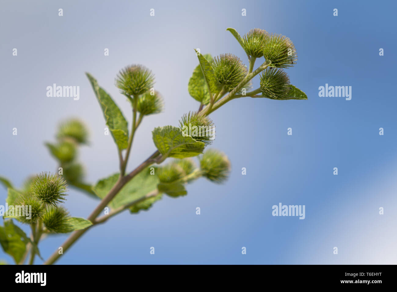 Great burdock (Arctium lappa Stock Photo - Alamy