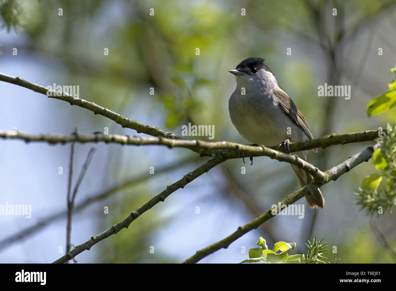 Eurasian black cap hi-res stock photography and images - Alamy