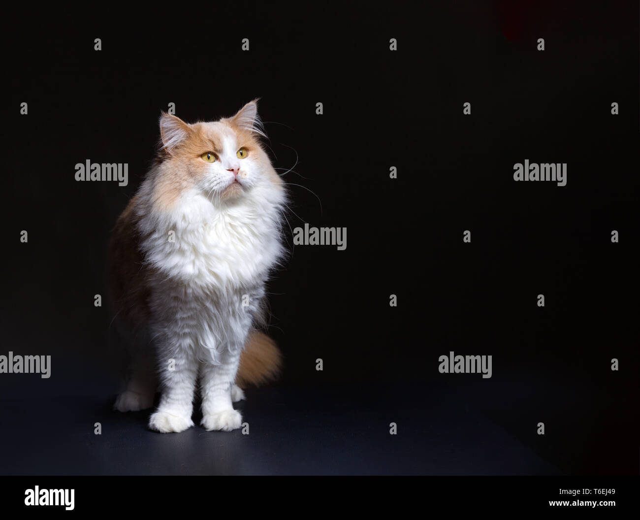 Ginger white cat hi-res stock photography and images - Alamy