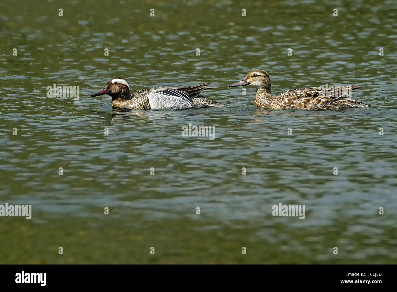 Garganey female duck hi-res stock photography and images - Alamy