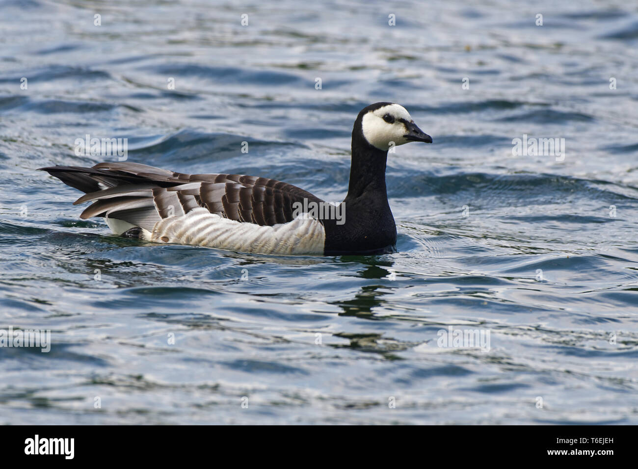 Duck barnacle hi-res stock photography and images - Alamy