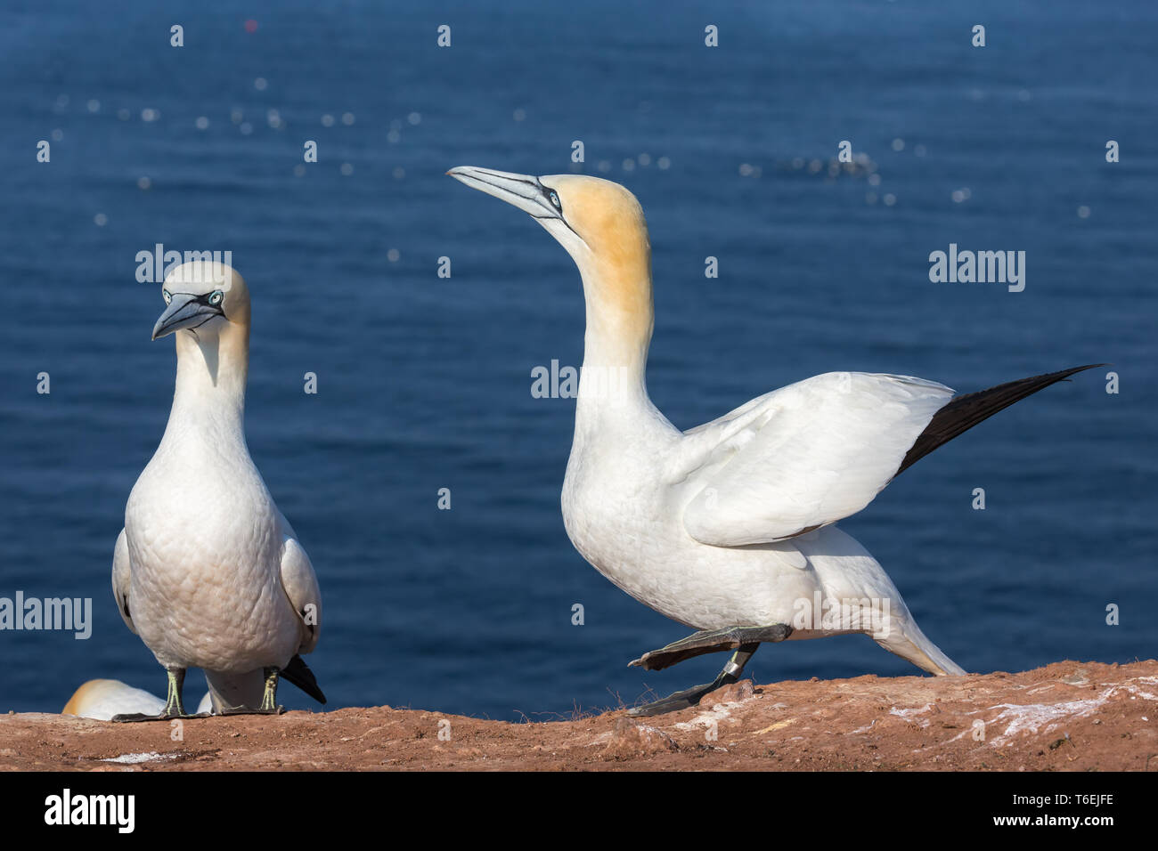 Adult breeding in colony hi-res stock photography and images - Alamy