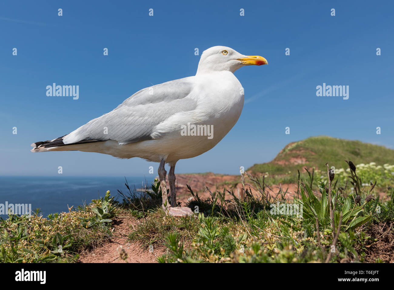 Frog perspective of Herring gull at German island Helgoland Stock Photo ...