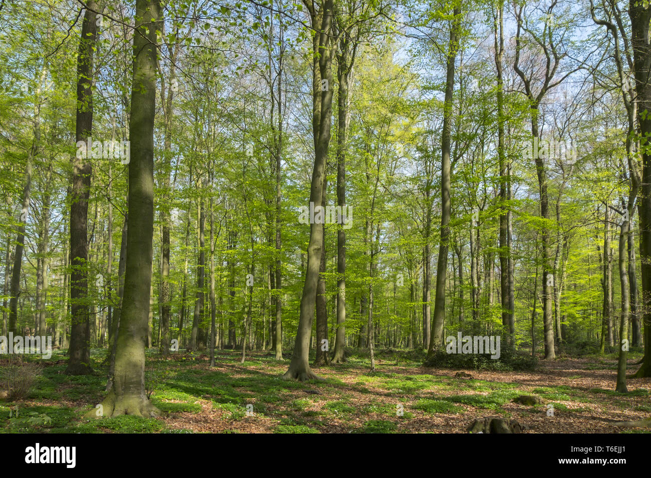 Beech forest in spring in hi-res stock photography and images - Alamy