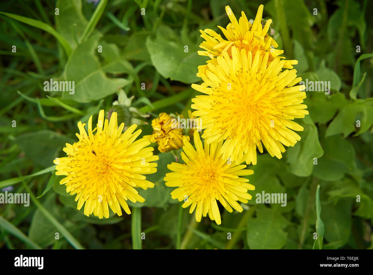 Spring plants blooming hi-res stock photography and images - Alamy
