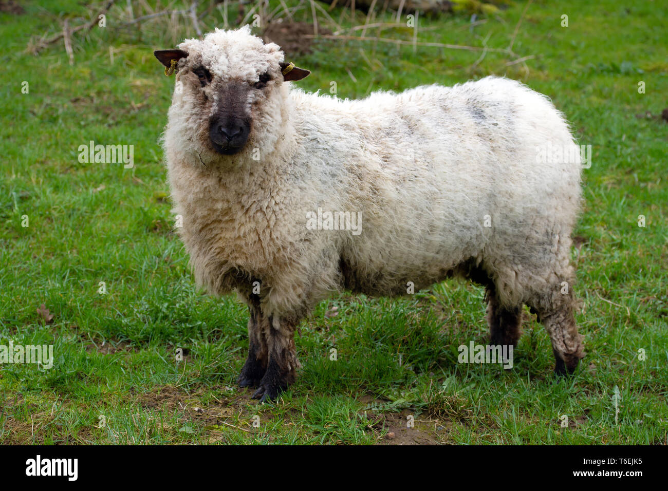 Sheeps in a village hi-res stock photography and images - Alamy