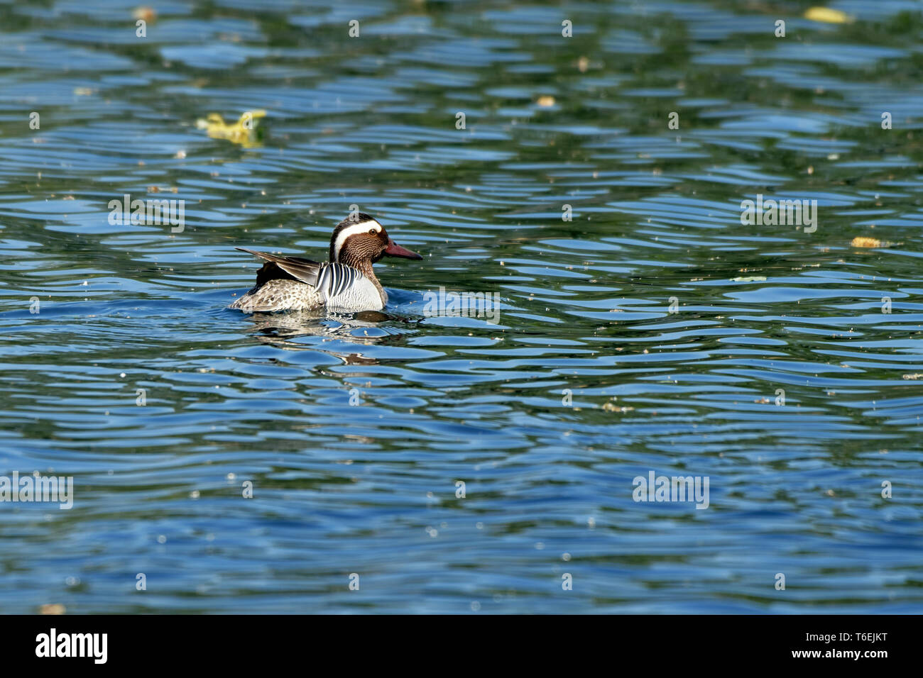 Swimming garganey hi-res stock photography and images - Alamy
