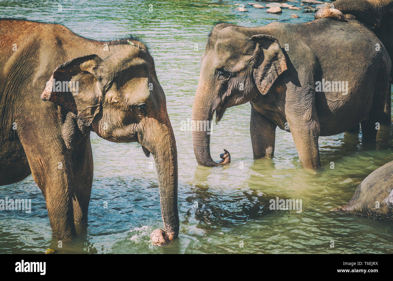 Bathing in river female hi-res stock photography and images - Alamy