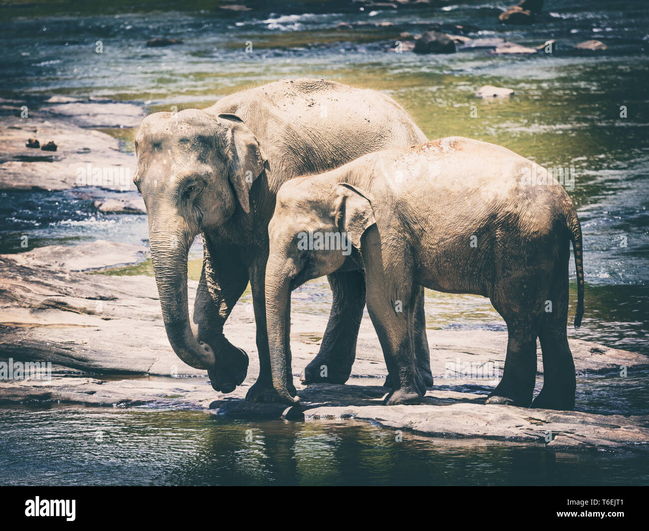 Elephants bathing in a river Stock Photo - Alamy