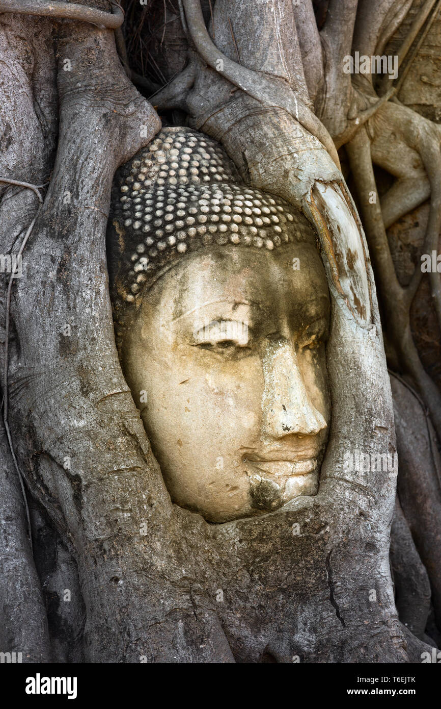 Buddha bodhi tree art hi-res stock photography and images - Alamy