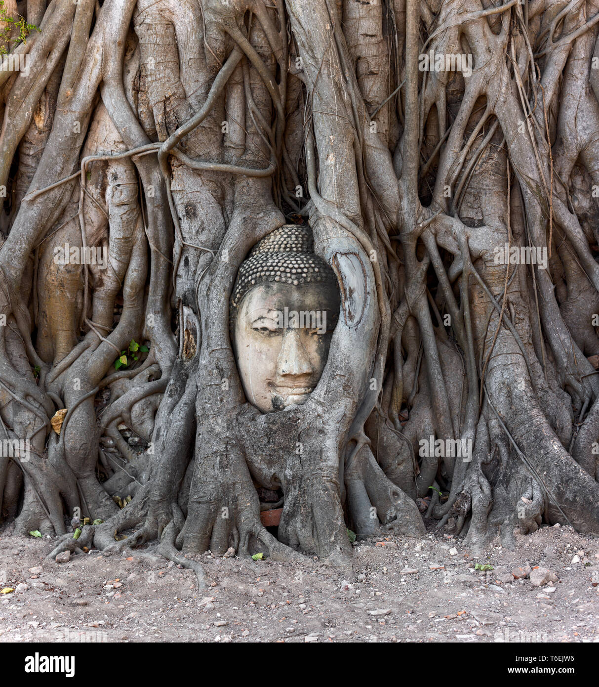 Buddha bodhi tree art hi-res stock photography and images - Alamy