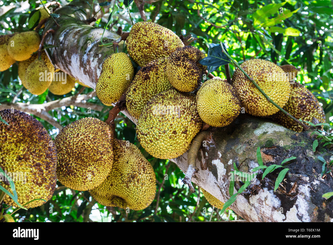 Jakfruit tree hi-res stock photography and images - Alamy