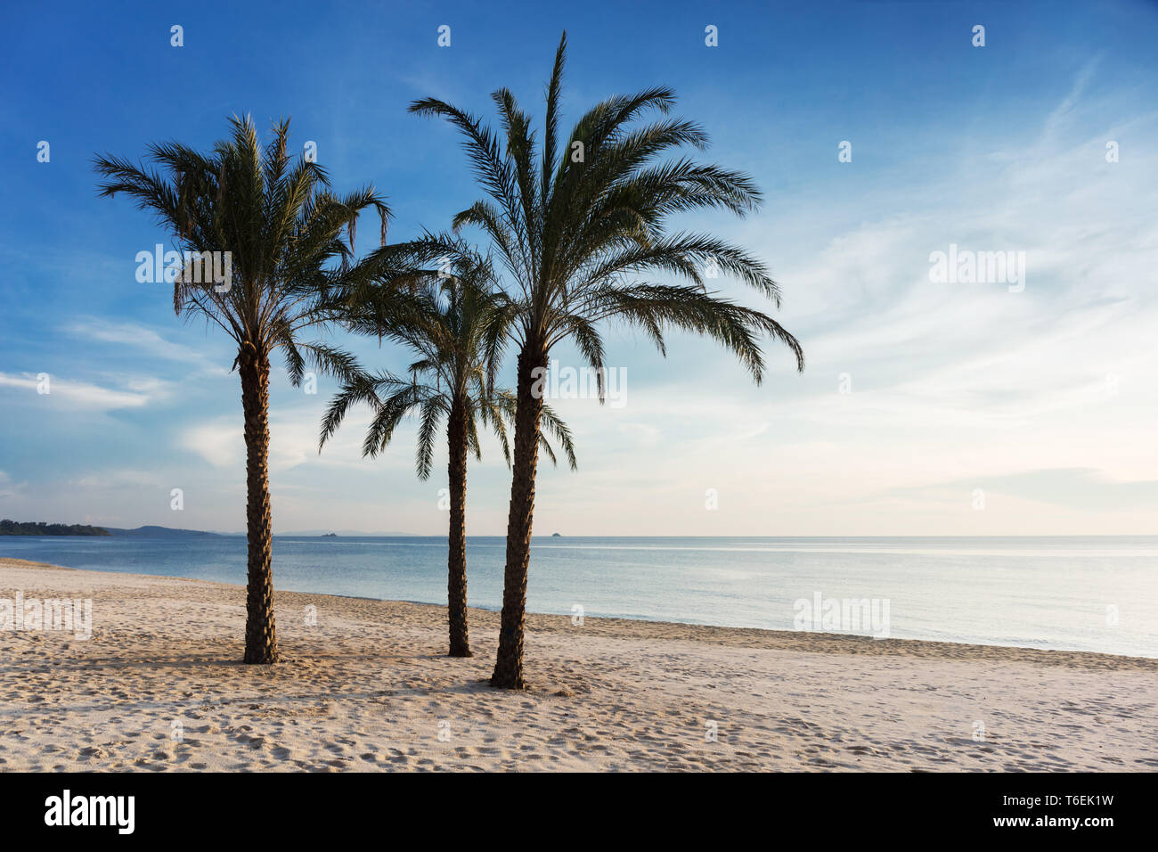 Image three palm trees hi-res stock photography and images - Alamy