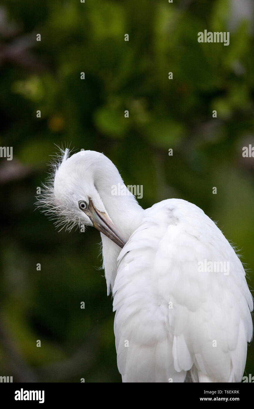 Fuzzy head of a young Great egret bird Ardea alba Stock Photo - Alamy