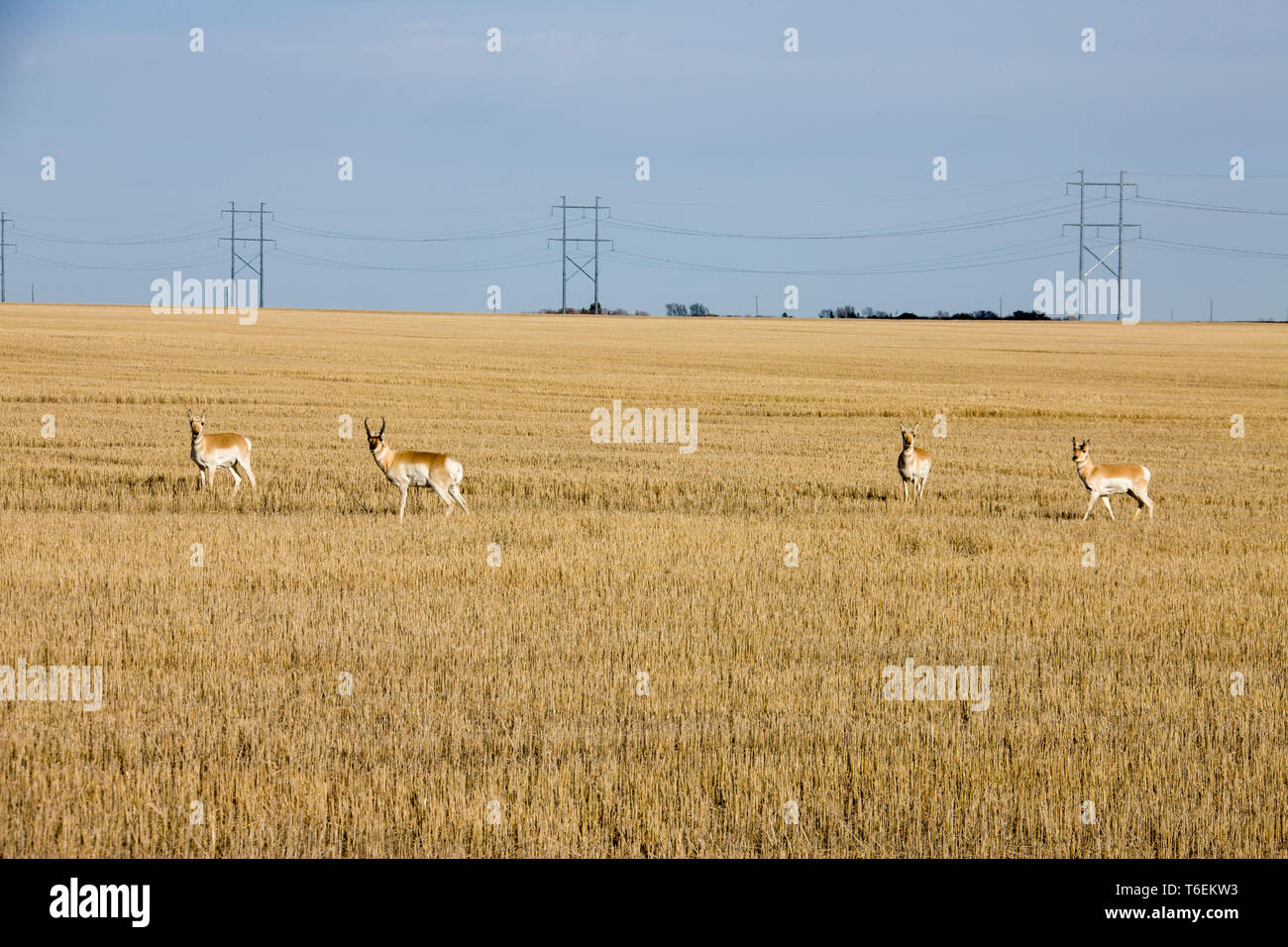 Prairie Pronghorn Antelope In Spring Saskatcherwan Canada Stock Photo ...