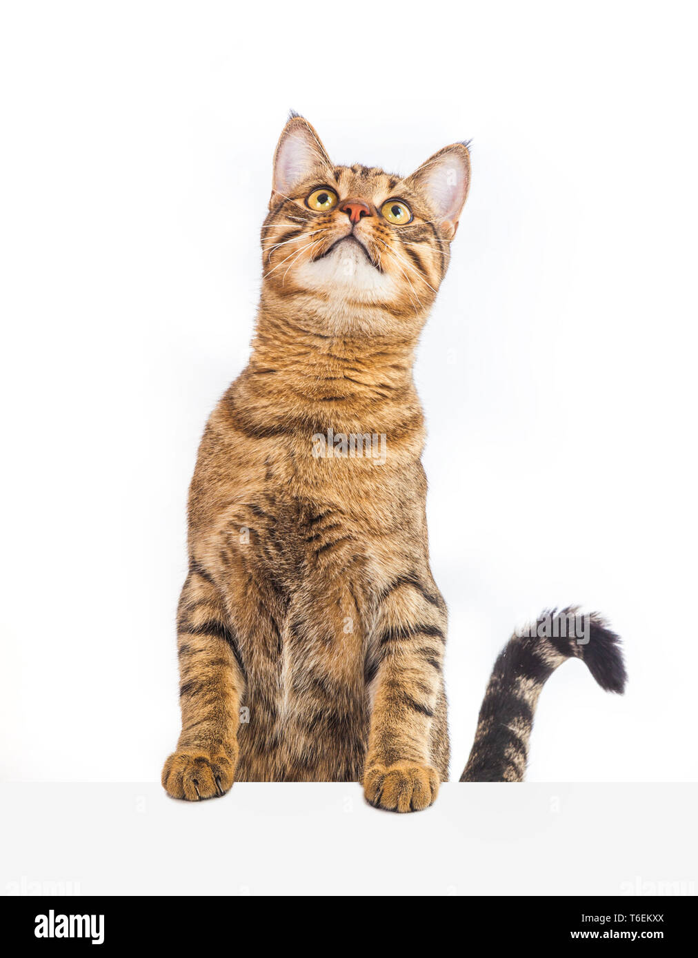 Big tabby cat in studio Stock Photo - Alamy