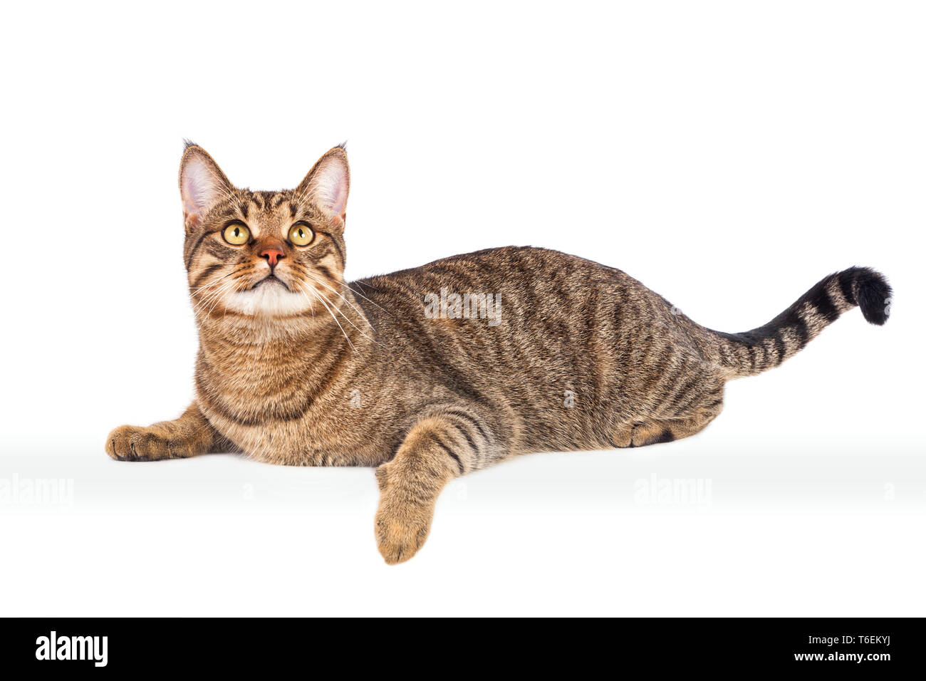 Closeup tabby Cut Out Stock Images & Pictures - Alamy