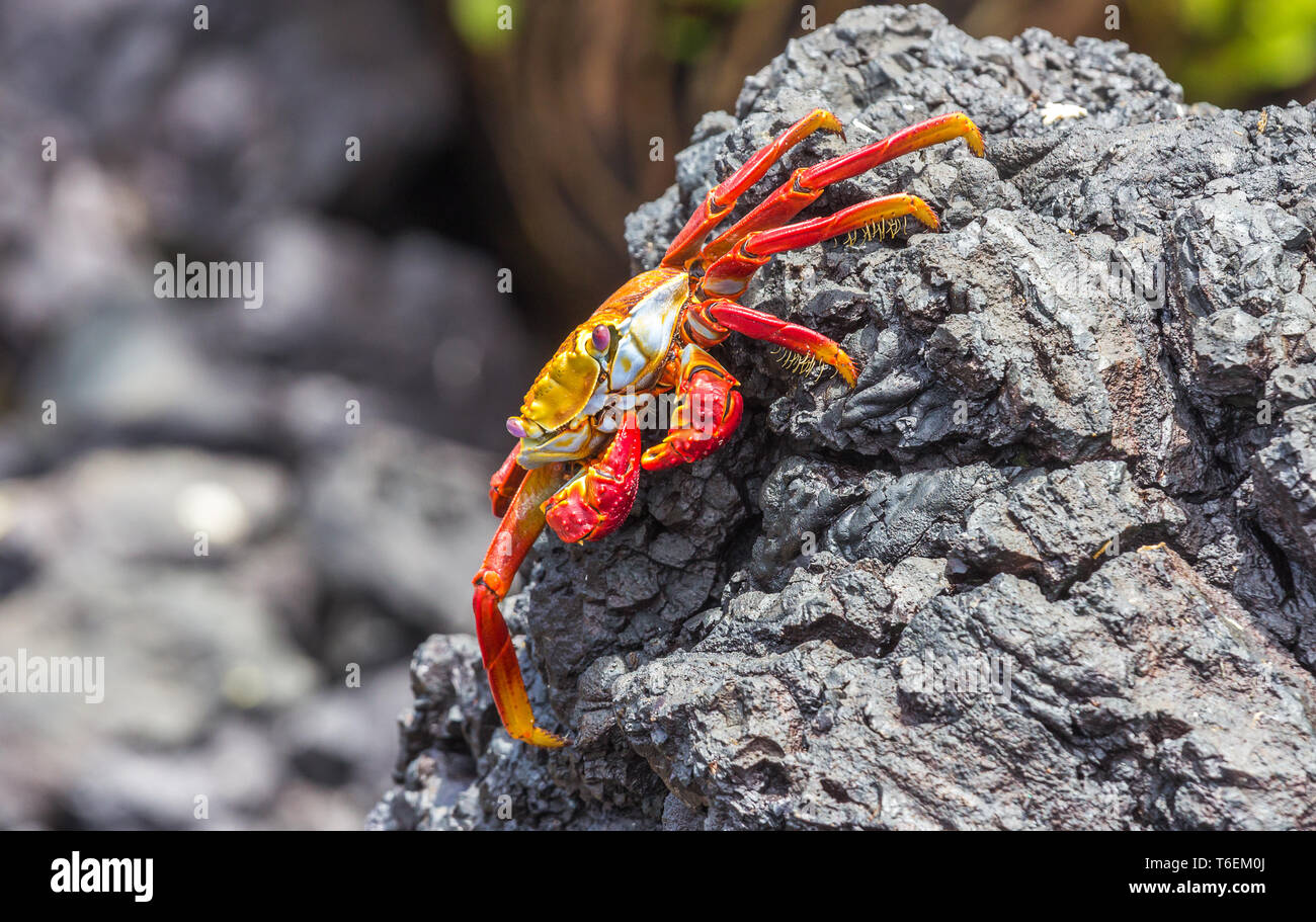 Colorful Sally Lightfoot Crab Stock Photo - Alamy