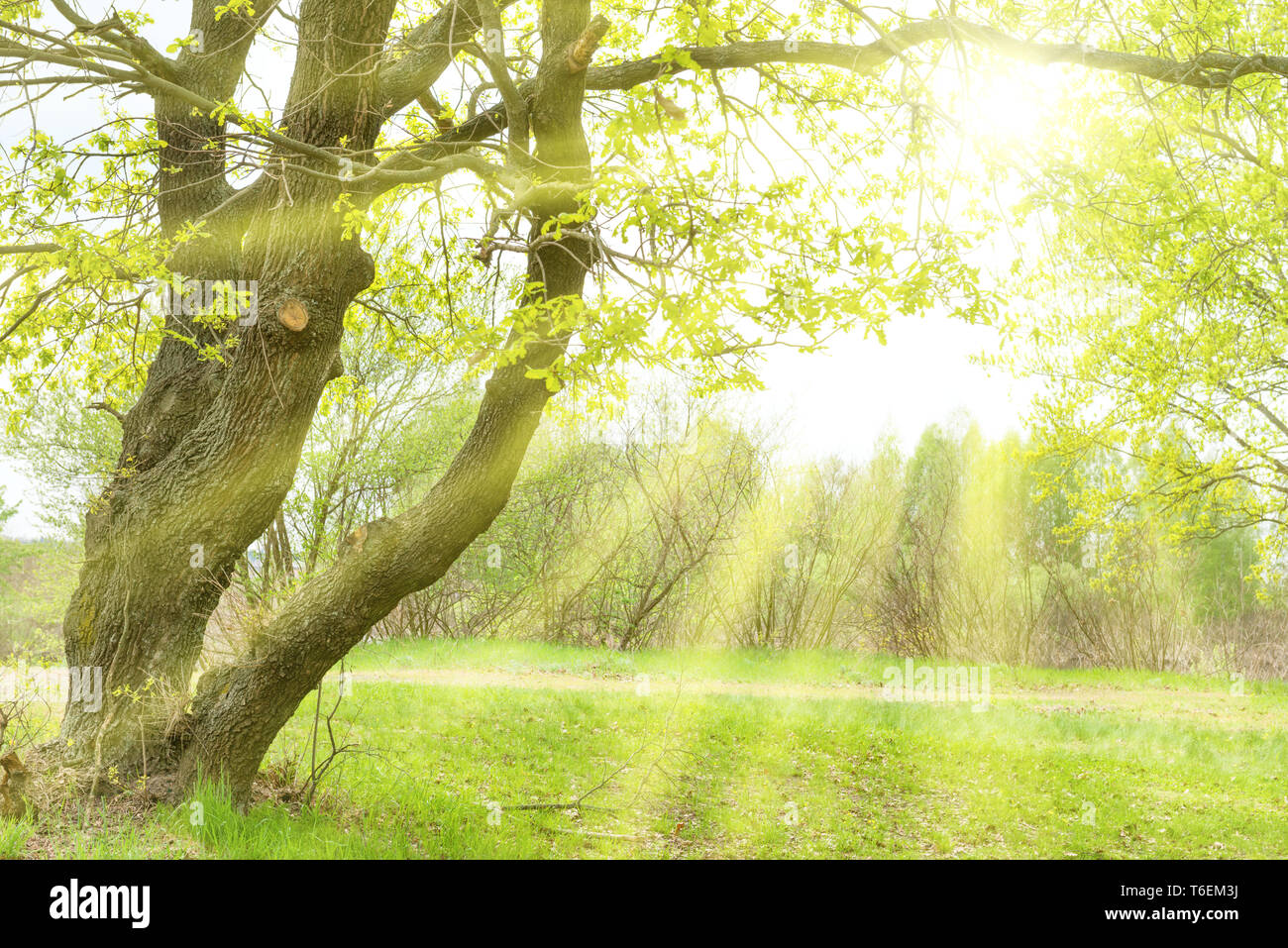 Oak trees environment hi-res stock photography and images - Alamy