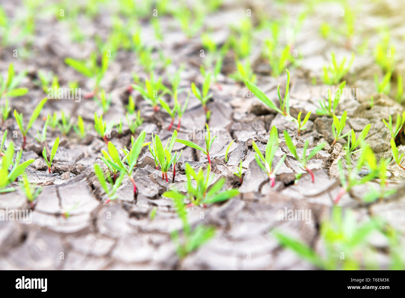 Dry land with green plants Stock Photo - Alamy