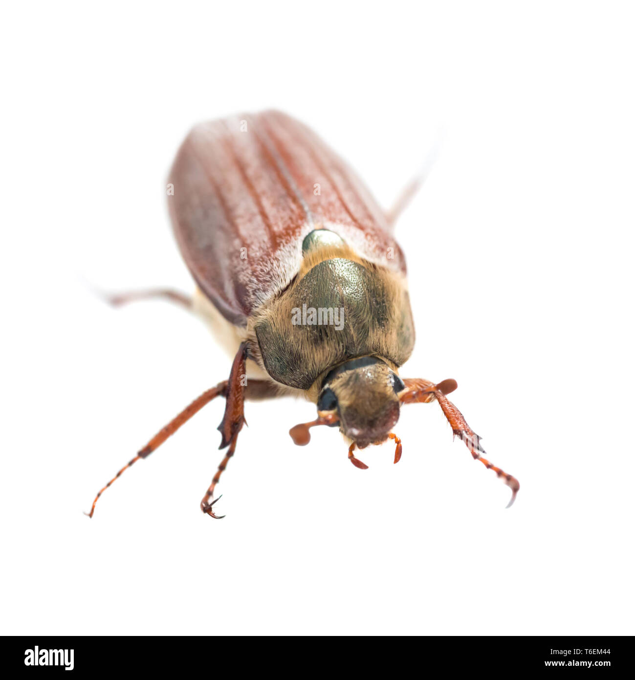 Cockchafer beetles hi-res stock photography and images - Alamy