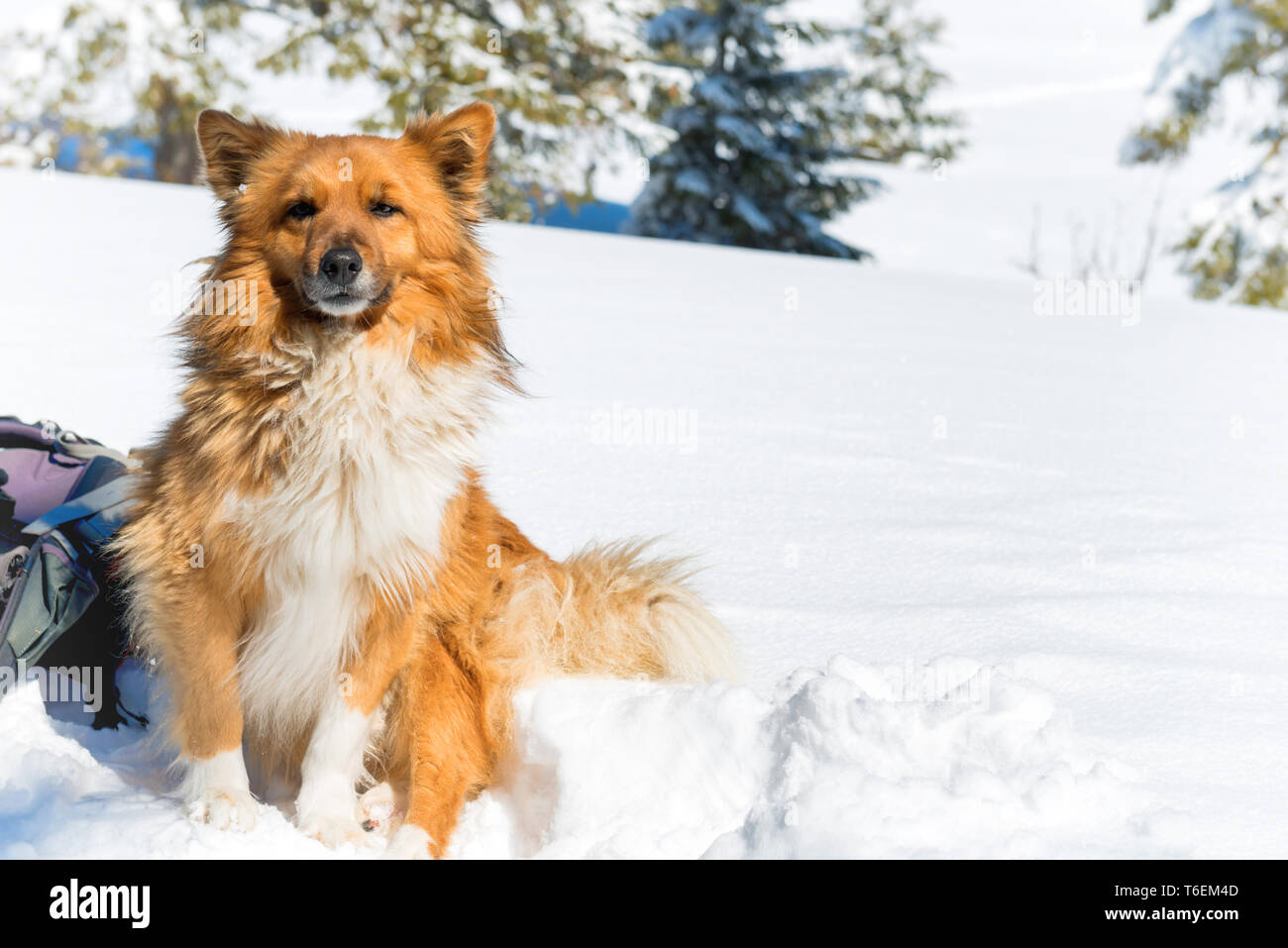 Cute red dog sitting on snow Stock Photo - Alamy